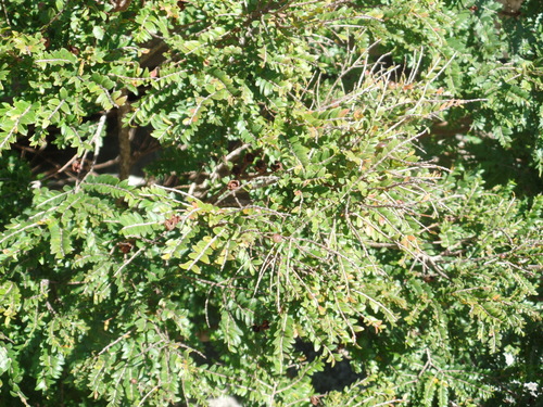 Callisthene microphylla · iNaturalist