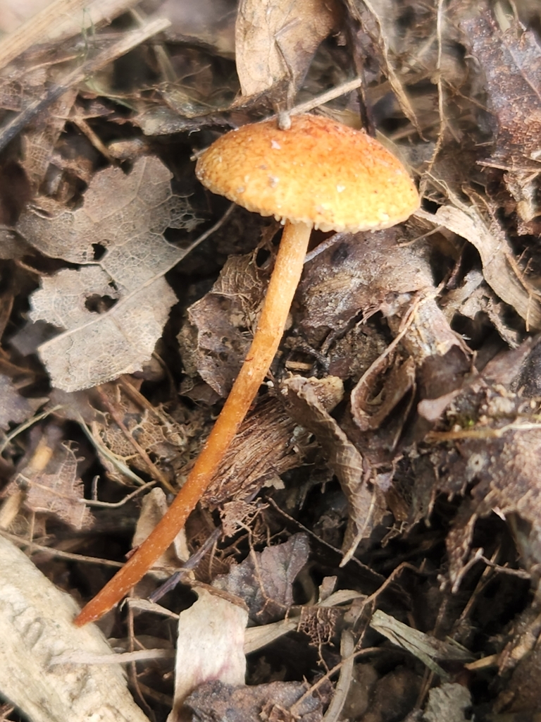 Chestnut Dapperling from Eckerty, IN 47116, USA on August 10, 2022 at ...