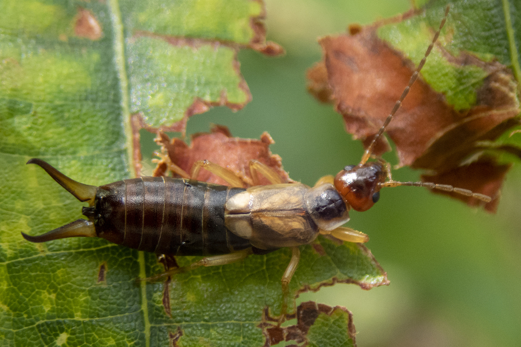 European Earwig from Shepard Settlement, Onondaga County, NY, USA on ...
