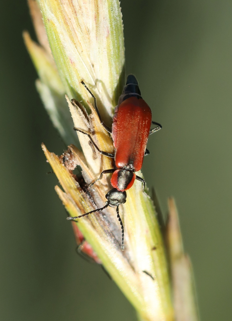 Red Malachite Beetle from Oudalle, France on August 10, 2022 at 09:03 ...