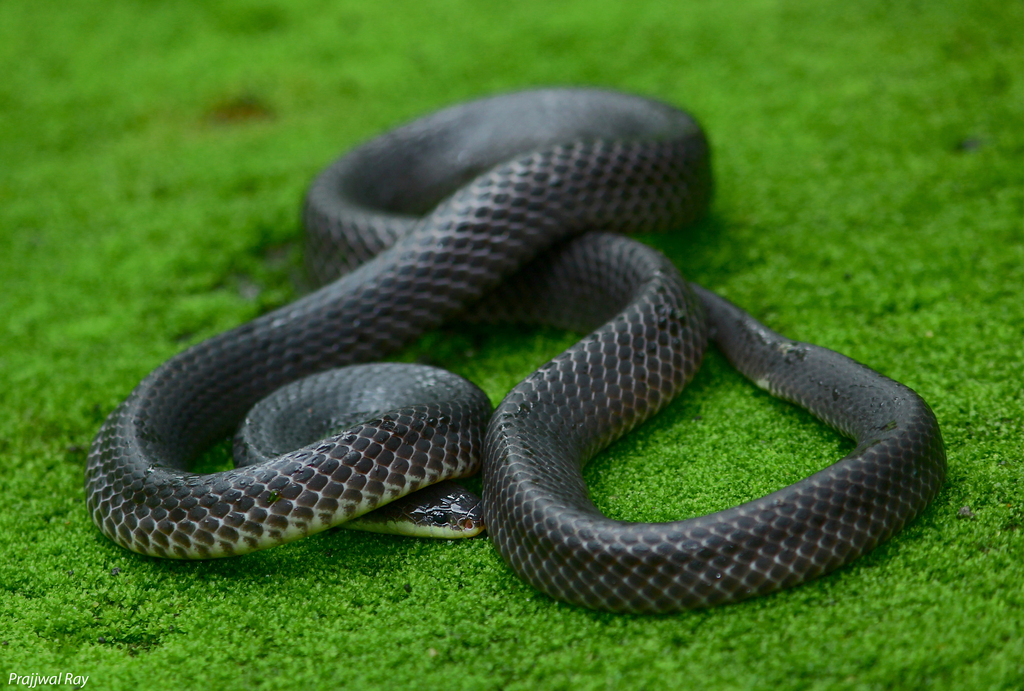 Lesser Black Krait from Jalpaiguri, West Bengal, India on June 20, 2020 ...