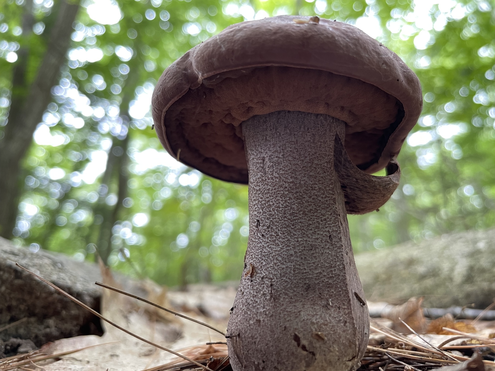 Sutorius eximius (Peck) Halling, Nuhn & Osmundson