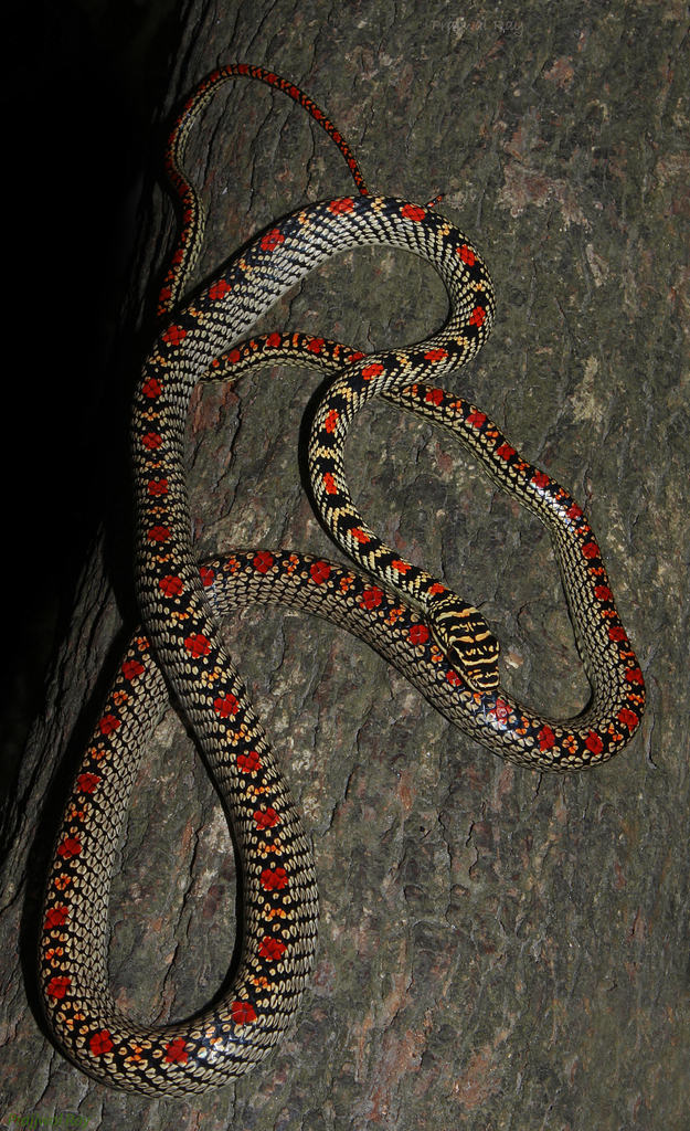 Ornate Flying Snake (Chrysopelea ornata ornata) - Snakes and Lizards
