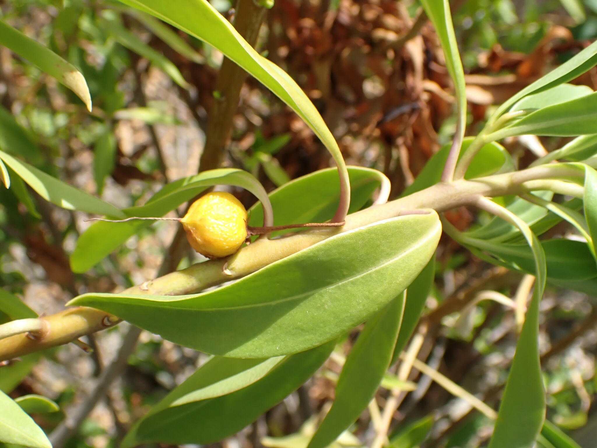 Bontia daphnoides L.