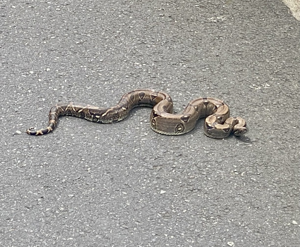 Central American Boa from Carretera Dr. Juan Guillermo Ortiz Guier, San ...