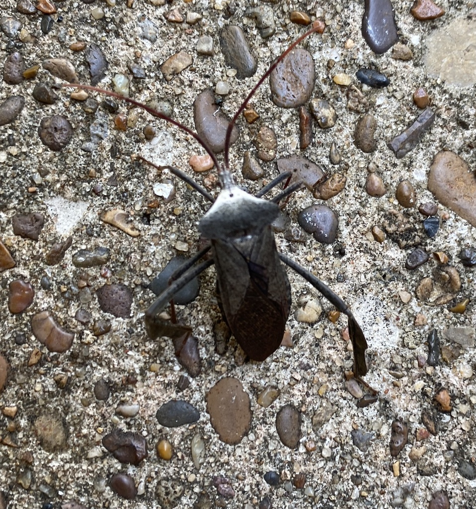 Giant leaf-footed bug from Mill Point Dr, Houston, TX, US on August 10 ...