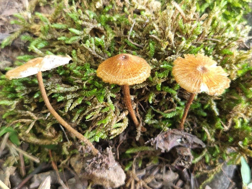 Crinipellis from Eckerty, IN 47116, USA on August 10, 2022 at 04:33 PM ...