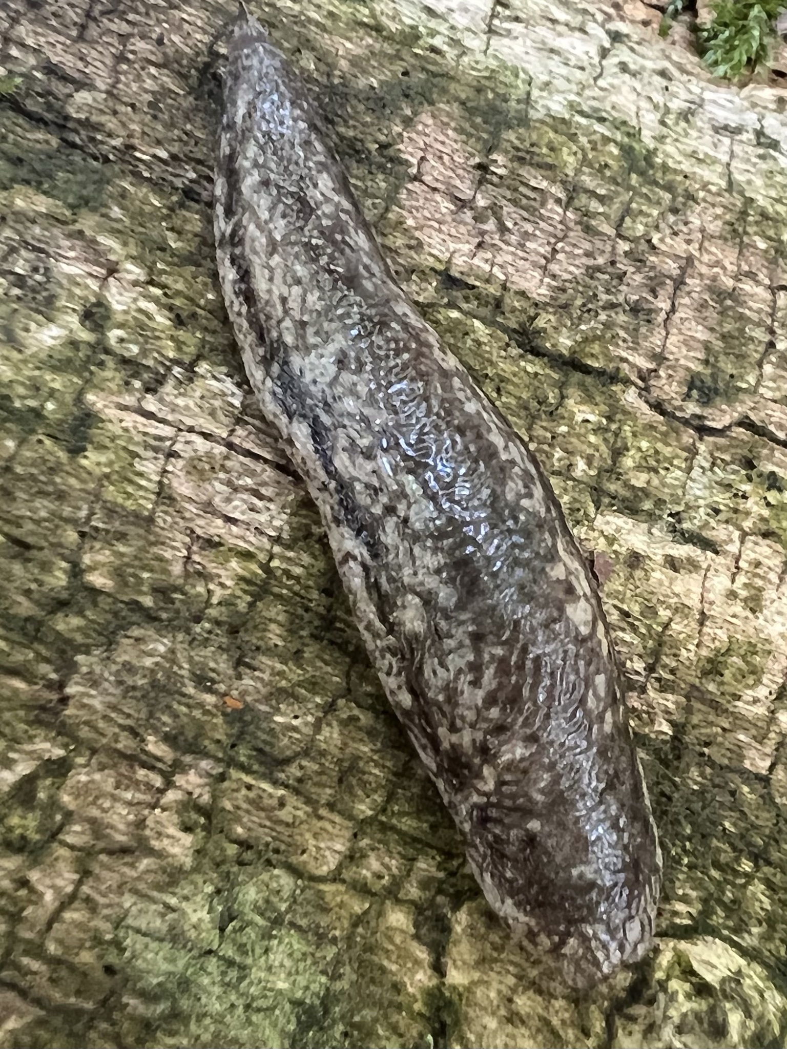 Philomycus togatus (A.Gould, 1841)