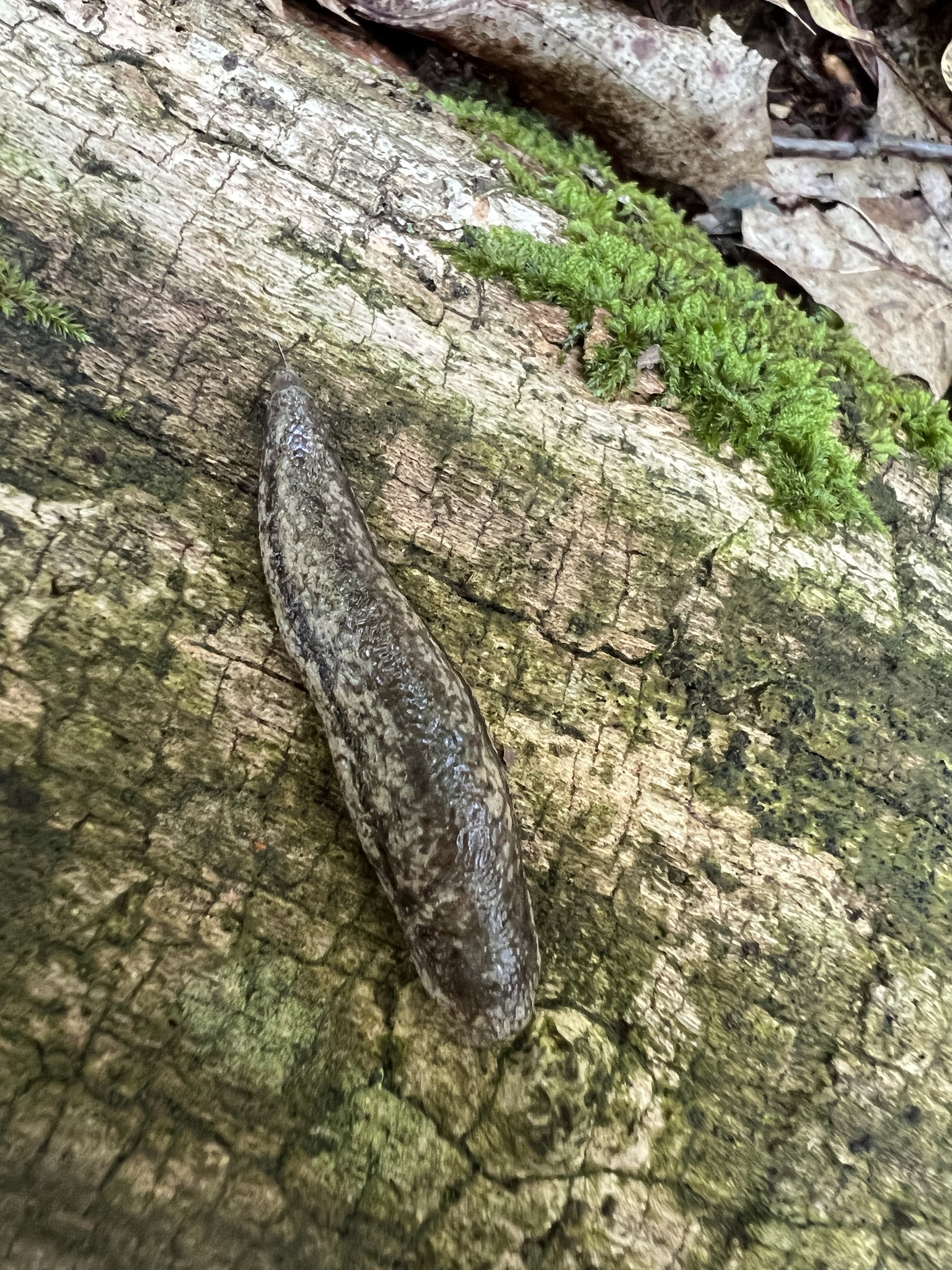 Philomycus togatus (A.Gould, 1841)