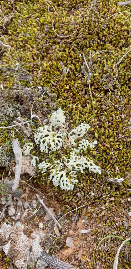 Resurrection Lichen from Franklyn SA 5421, Australia on August 10, 2022 ...