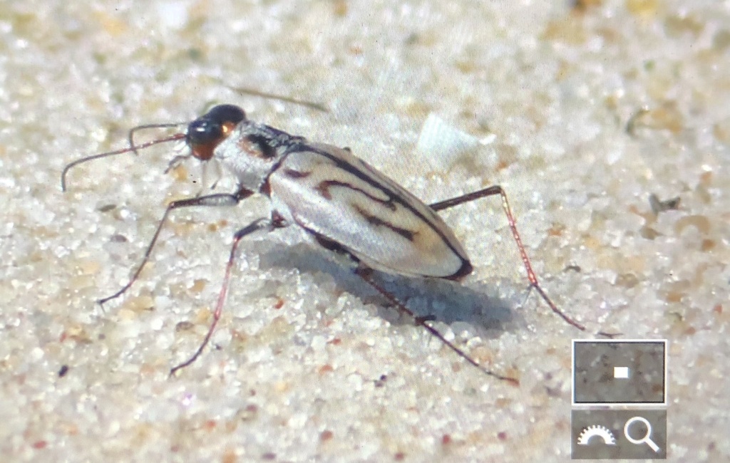 Northeastern Beach Tiger Beetle in July 2020 by jrtrimble · iNaturalist