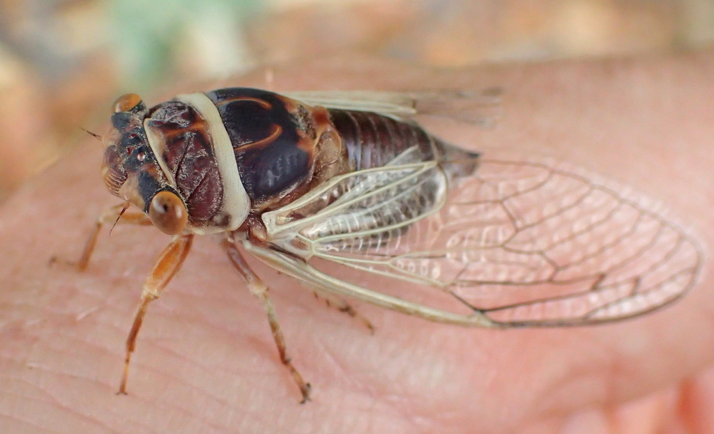 Citrus Cicada (Diceroprocta apache) (Wildlife of the United States ...