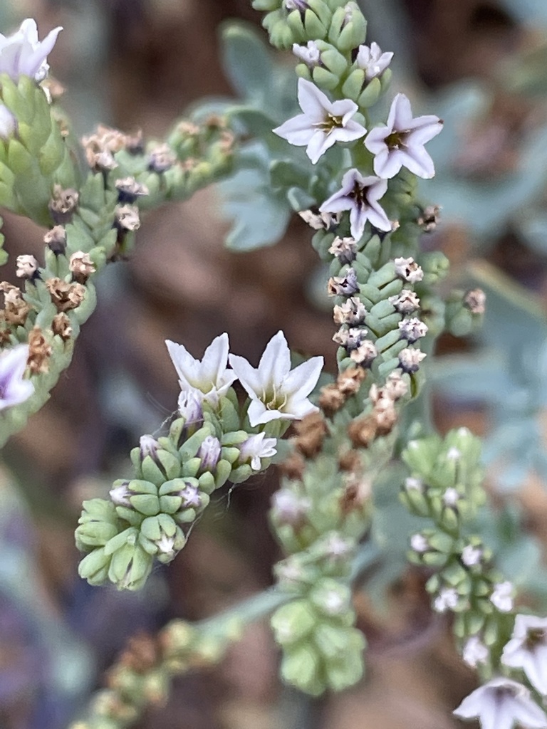 alkali heliotrope from Las Vegas, NV, USA on July 27, 2022 at 03:40 PM ...