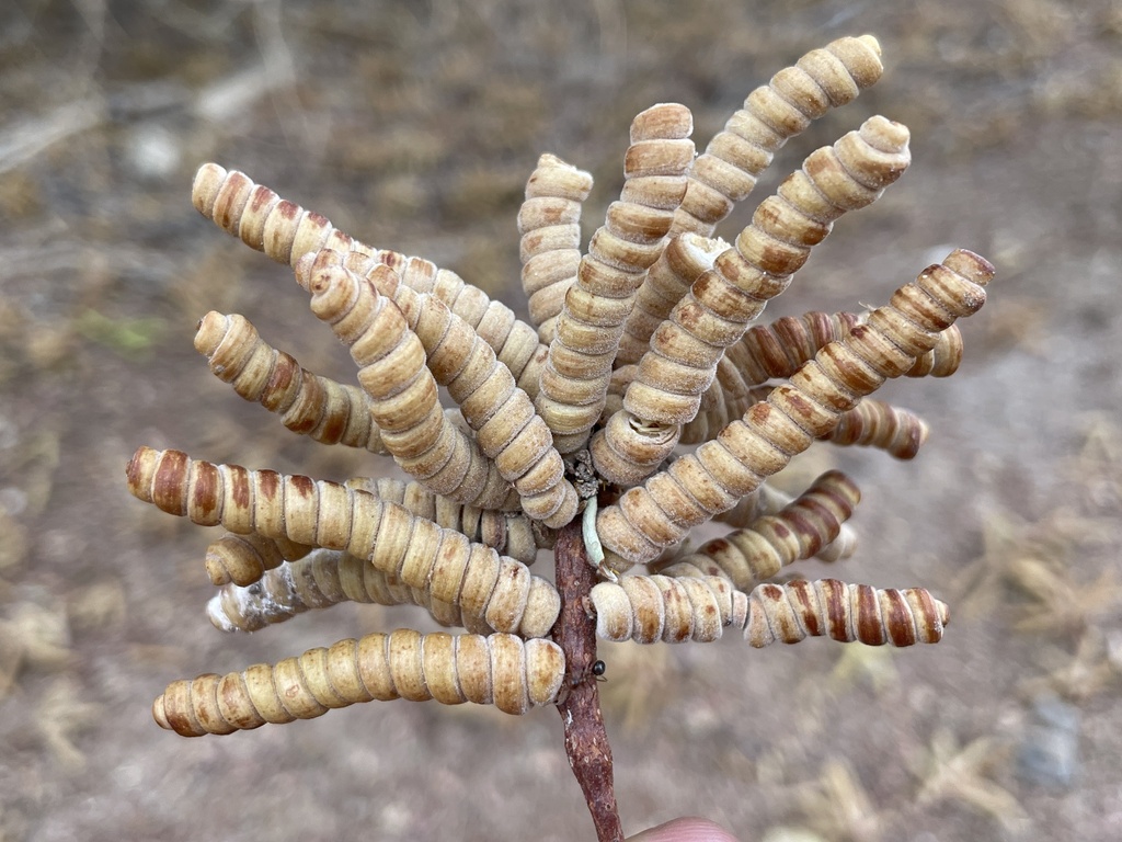 screwbean mesquite from Las Vegas, NV, USA on July 27, 2022 at 03:48 PM ...