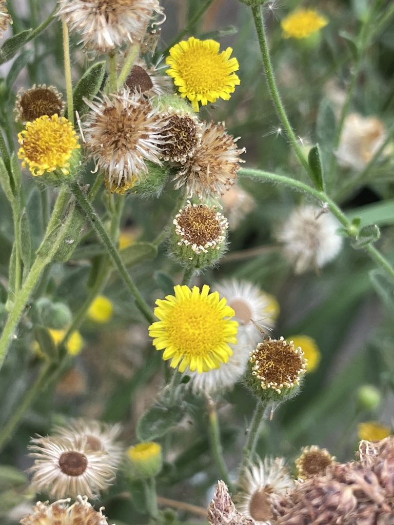 Spanish False Fleabane from Las Vegas, NV, USA on July 27, 2022 at 04: ...