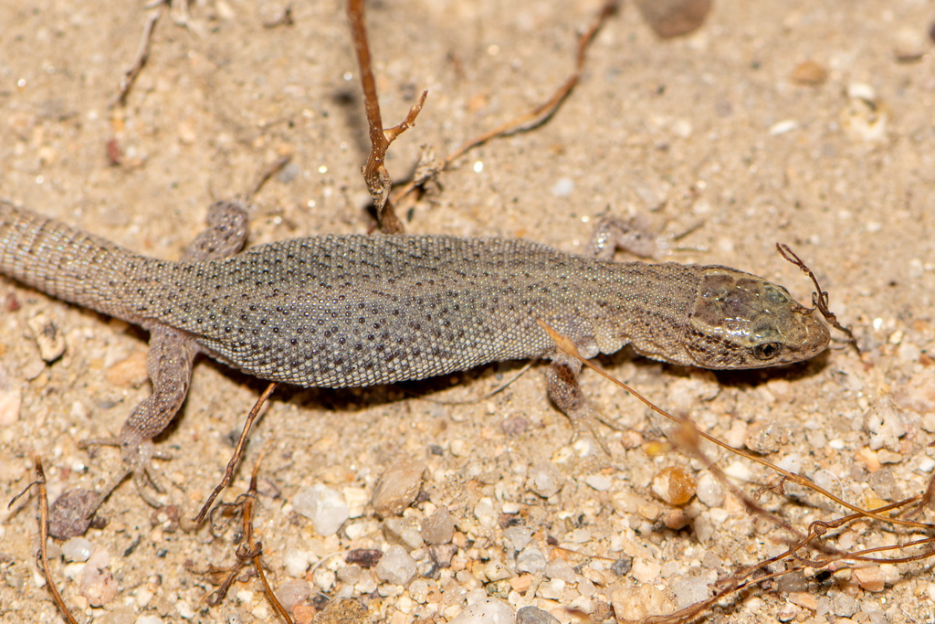 Desert Night Lizard from Kern County, CA, USA on August 10, 2022 at 04: ...
