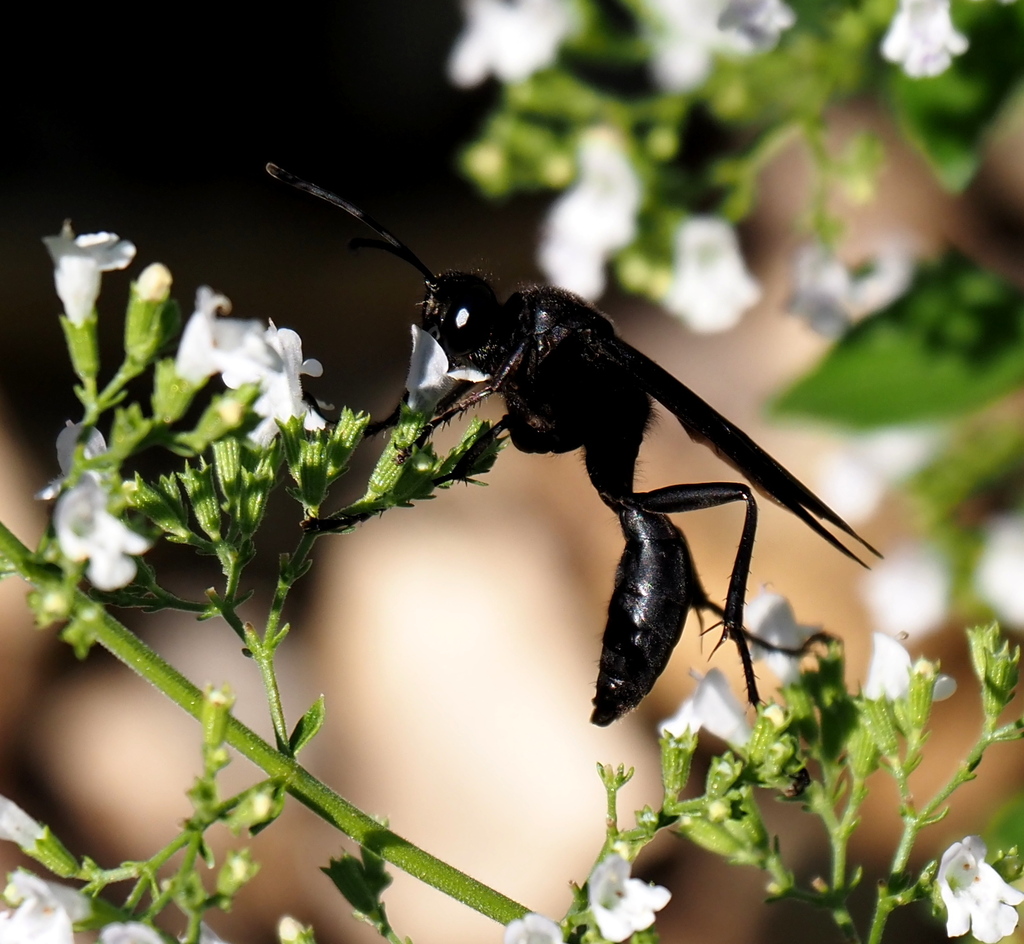 Great Black Digger Wasp from Bellevue, NE, USA on August 10, 2022 at 05 ...