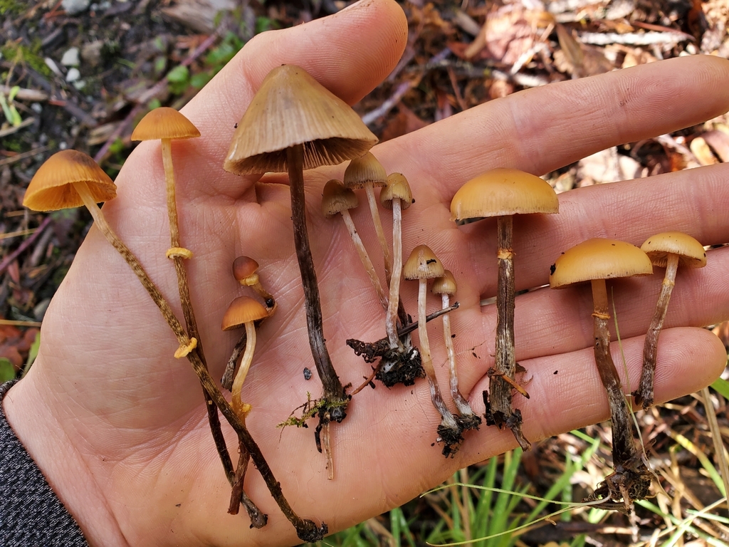 Psilocybe pelliculosa from Klamath, CA 95548, USA on December 10, 2020 ...