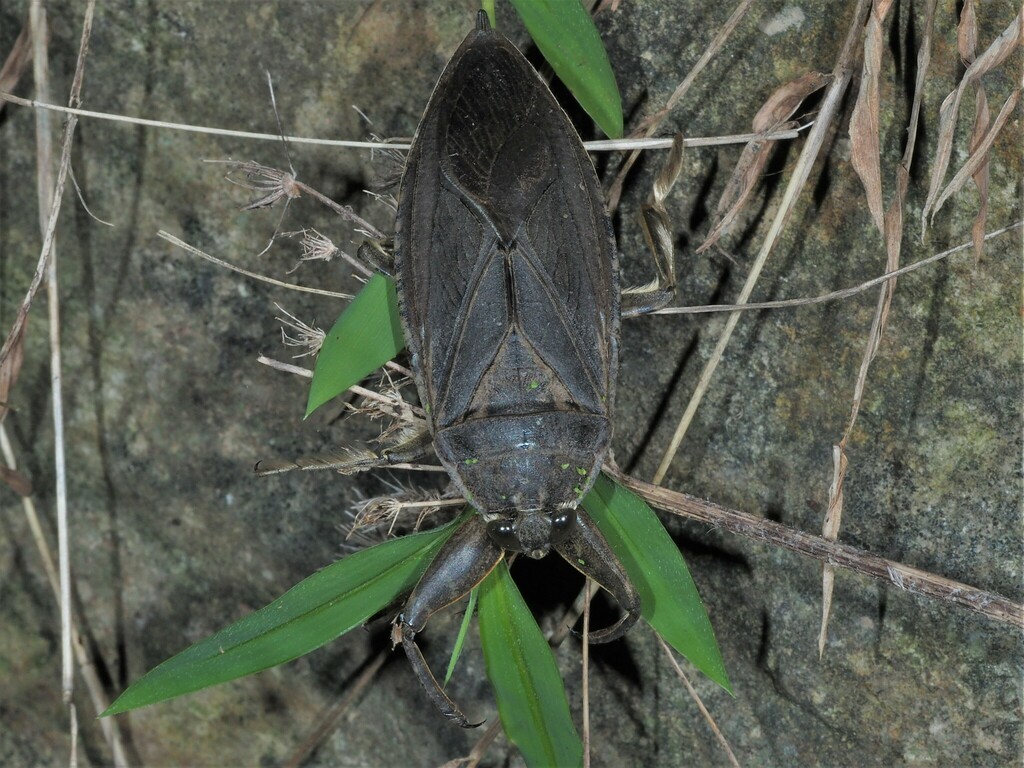 Exciting Water Bugs In Ohio Gallery