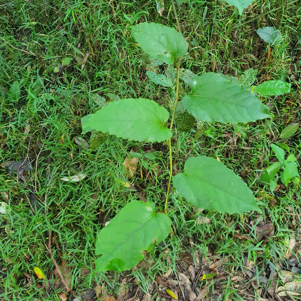 Kangaroo Vine from Mount Coot-Tha QLD 4066, Australia on April 29, 2022 ...