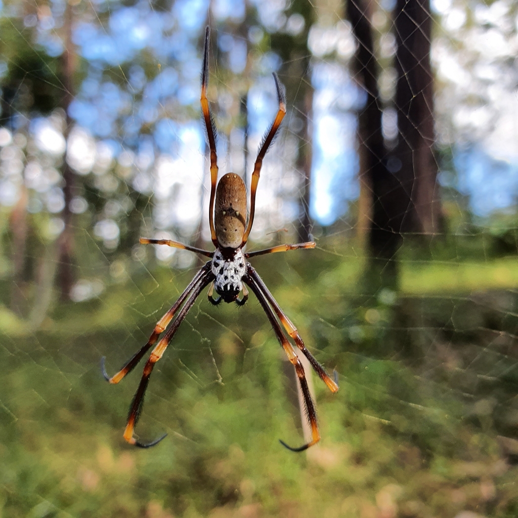 Tiger Spider from Fleming Rd at Chapel Woods, Mount Coot-Tha QLD 4066 ...