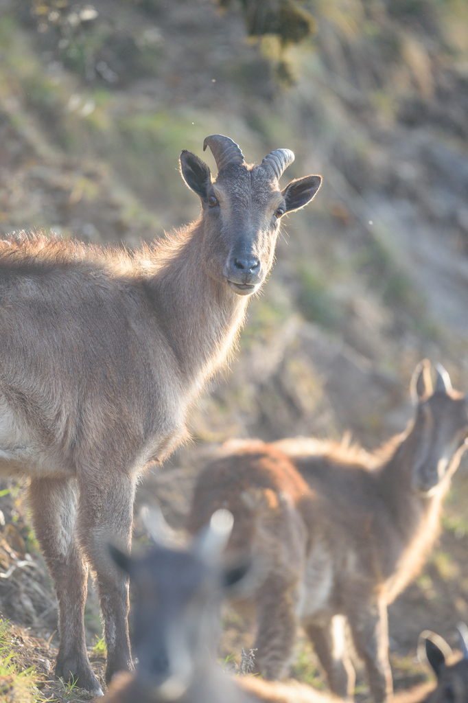 Himalayan Tahr in May 2018 by Morten Ross · iNaturalist