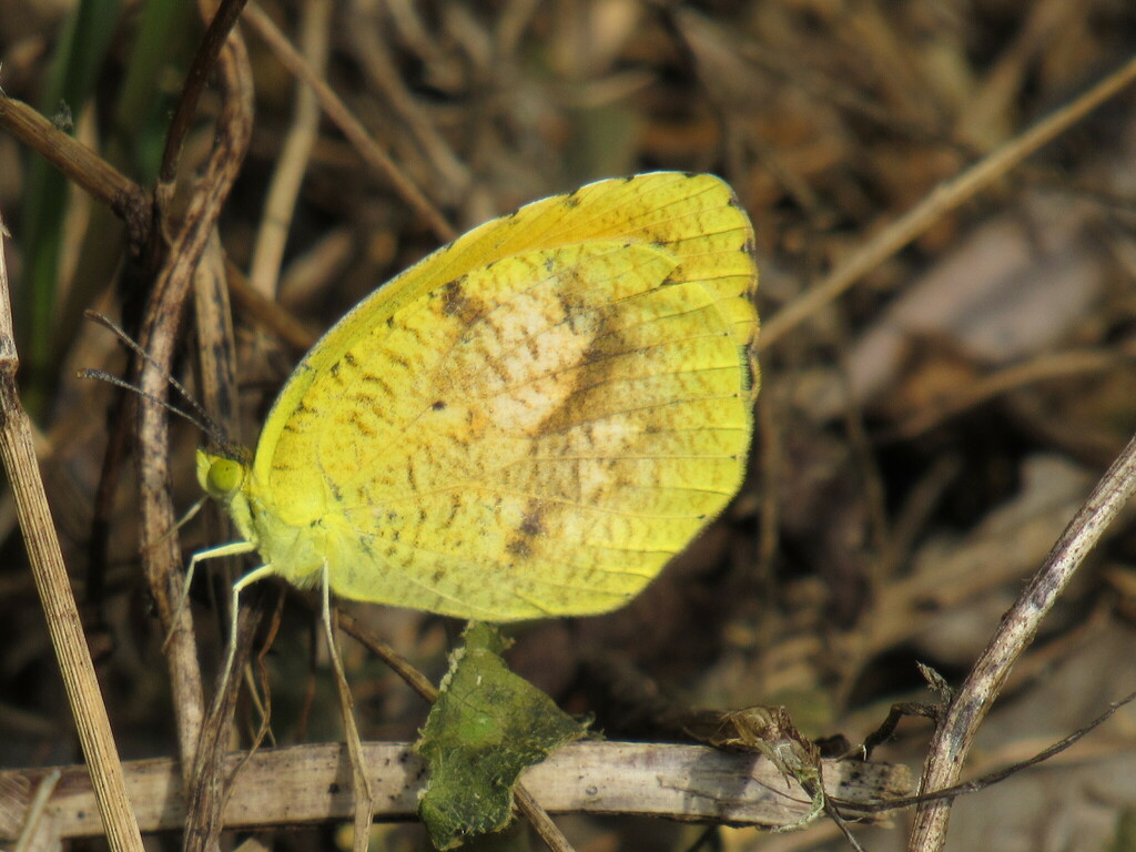 Sleepy Orange from Cox Arboretum, Montgomery County, OH, USA on August ...