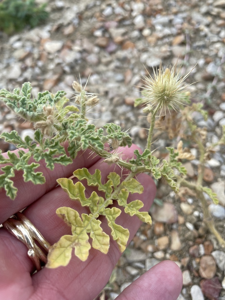 buffalo-bur from Joe Pool Lake, Cedar Hill, TX, US on August 10, 2022 ...