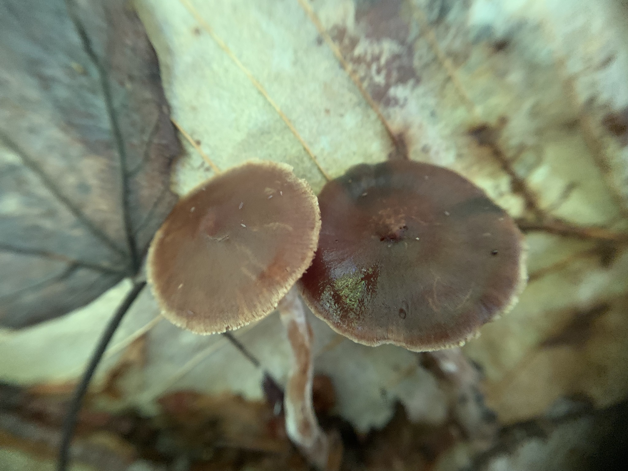 Cortinarius comptulus - Rundsporiger Wasserkopf