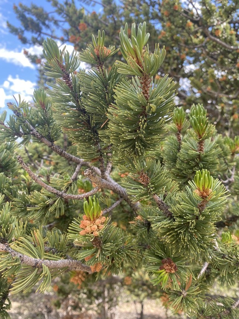 Rocky Mountain bristlecone pine from Park County, US-CO, US on August ...