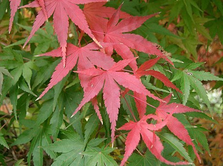 Japanese maple (Invasive Plants of Maryland) · iNaturalist
