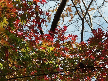 Japanese maple (Invasive Plants of Maryland) · iNaturalist