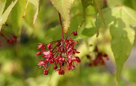 Japanese maple (Invasive Plants of Maryland) · iNaturalist