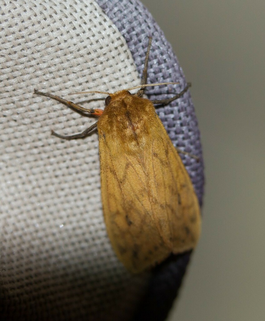 Isabella Tiger Moth in August 2022 by Stella Tea · iNaturalist