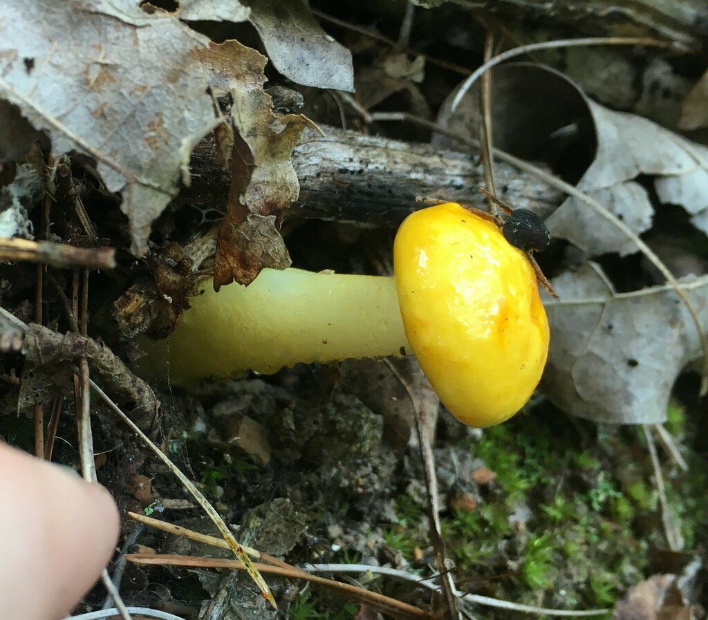 Pulveroboletus curtisii from Benton County, AR, USA on August 10, 2022 ...