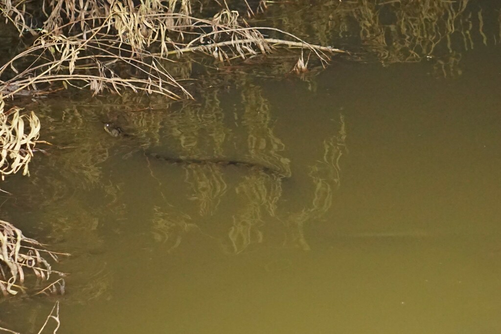 Diamondback Watersnake from Ray Roberts Lake State Park, Denton, TX, US ...