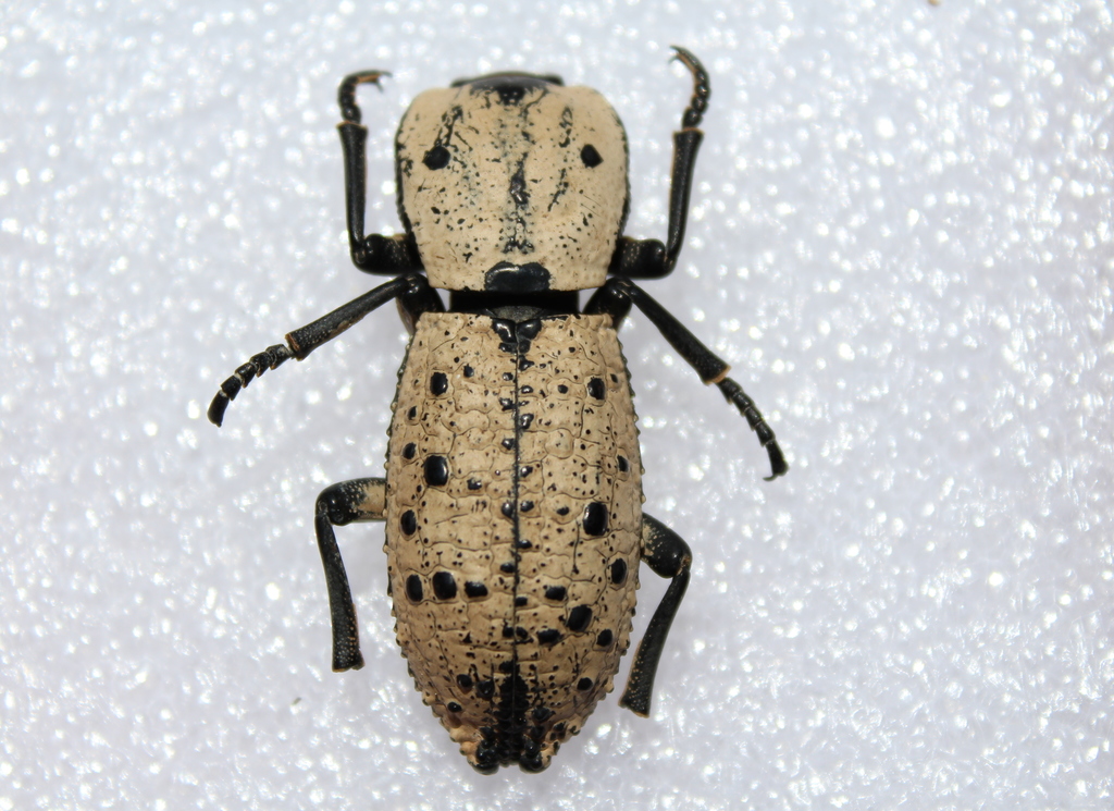 Zopherus chilensis from Santa María Tecomavaca, Oax., México on July 28 ...