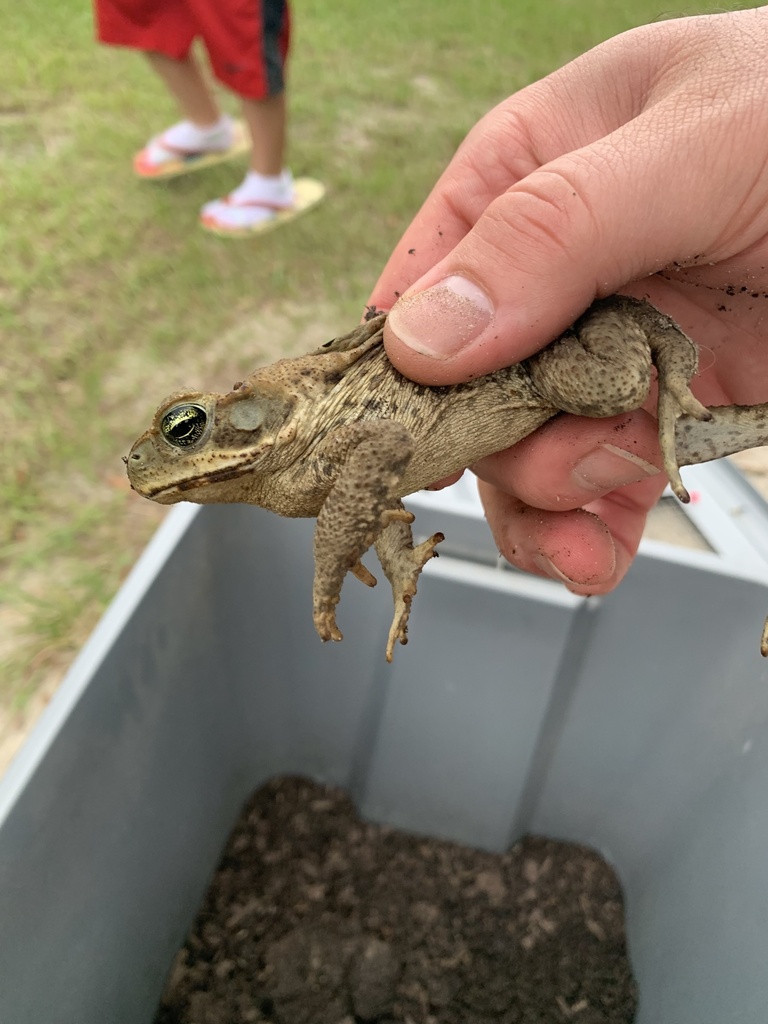 Cane Toad from Page Oliver Rd, Crawfordville, FL, US on August 09, 2022 ...