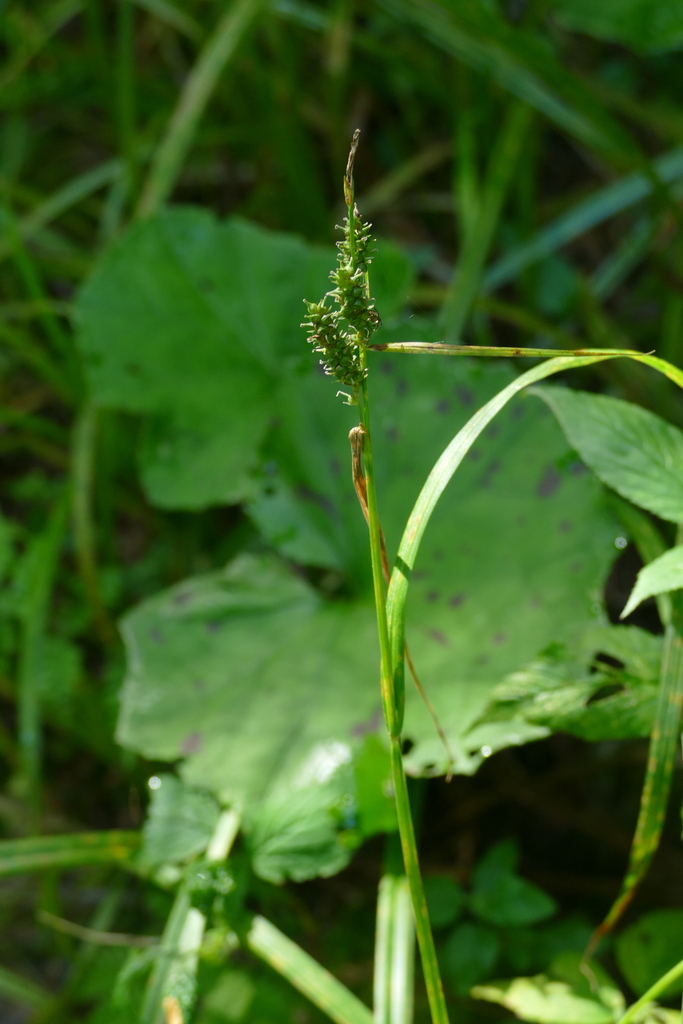 eastern rough sedge from Randolph County, WV, USA on August 07, 2022 at ...