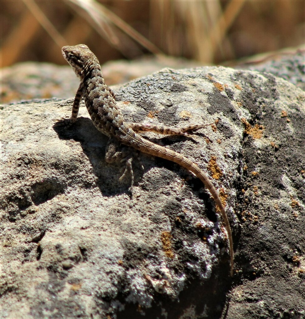 Western Side-blotched Lizard from Clairemont, San Diego, CA, USA on ...
