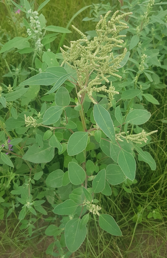 Chenopodium acuminatum from Orkhon, Selenge, Mongolia on August 10 ...