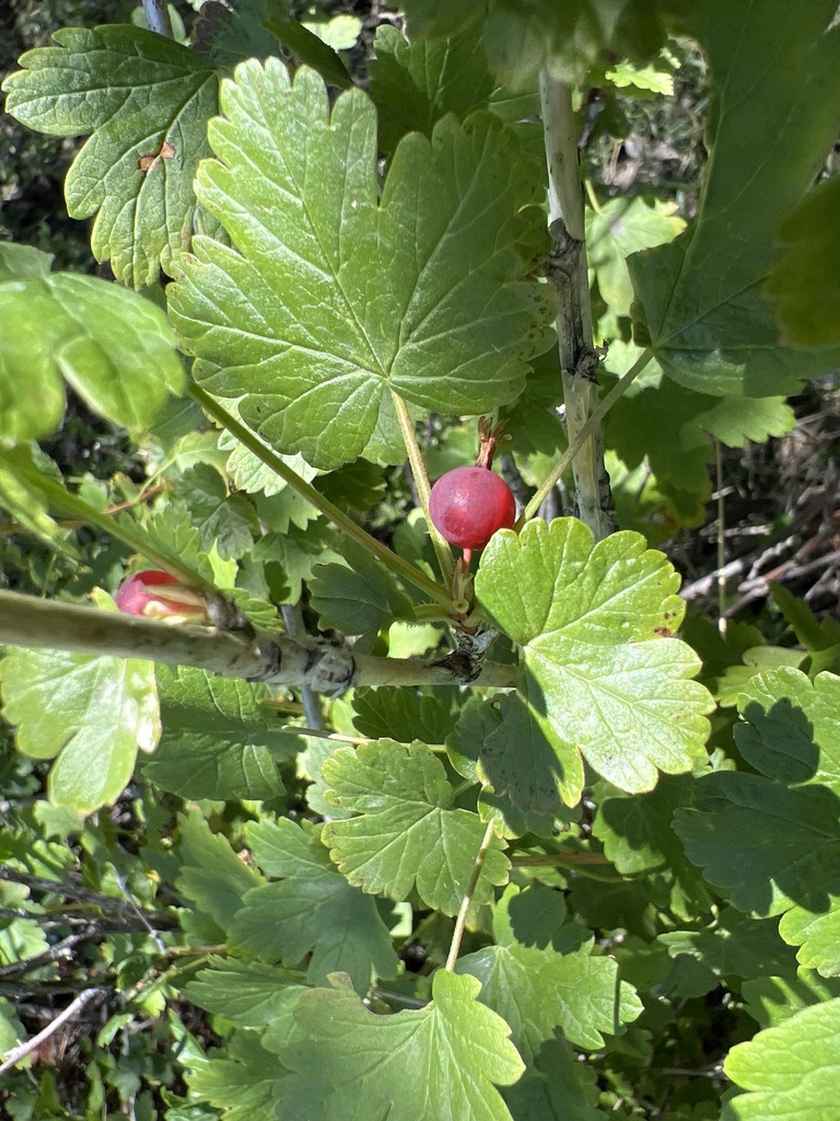 white-stemmed gooseberry (Common Riparian Woody Plants of Washington ...