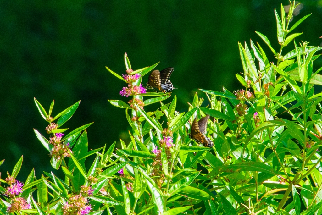 Spicebush Swallowtail from Savage Neck Dunes State Natural Area ...