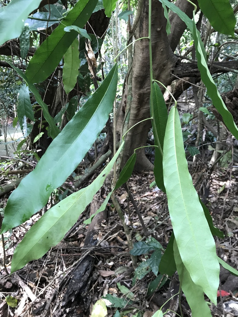 carronia in August 2022 by nadialee · iNaturalist