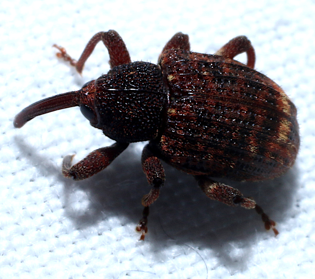 Conotrachelus from Home, St Mary's County, MD, USA on July 30, 2022 at ...
