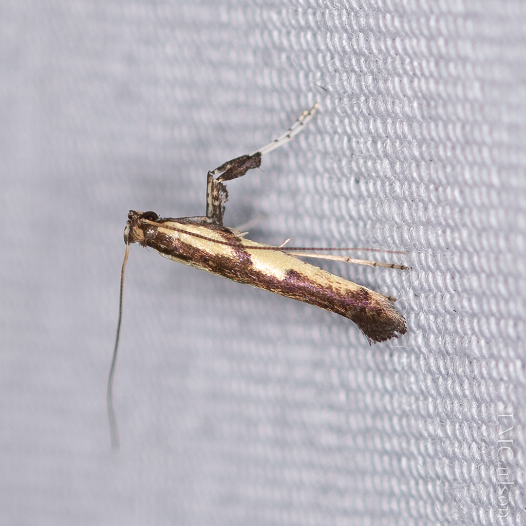 Walnut Caloptilia Moth from 1507 U.S. Hwy 70A East, Hillsborough, NC ...