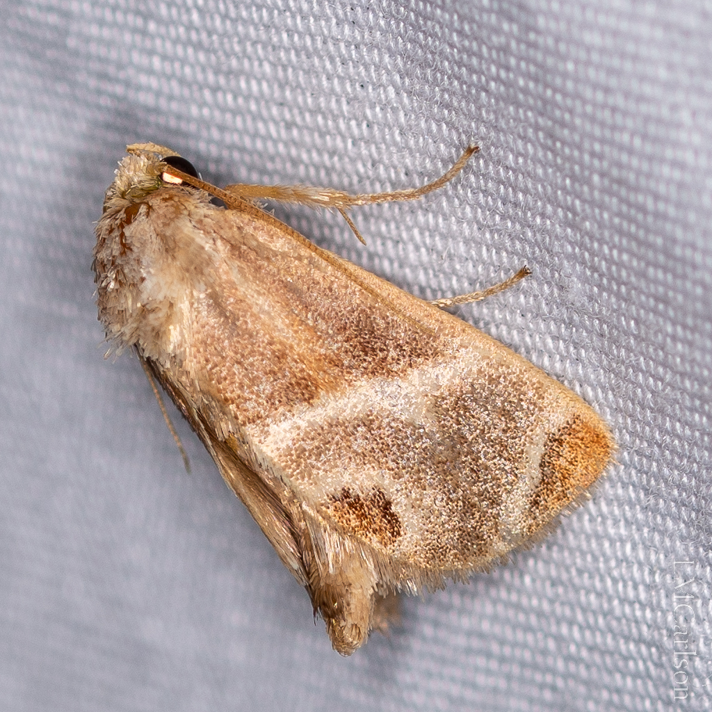 Shagreened Slug Moth from 1507 U.S. Hwy 70A East, Hillsborough, NC ...