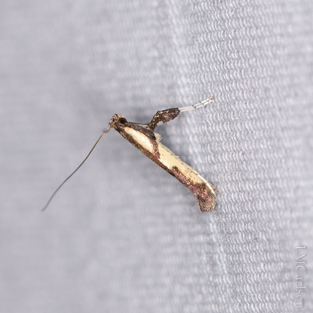 Walnut Caloptilia Moth from 1507 U.S. Hwy 70A East, Hillsborough, NC ...