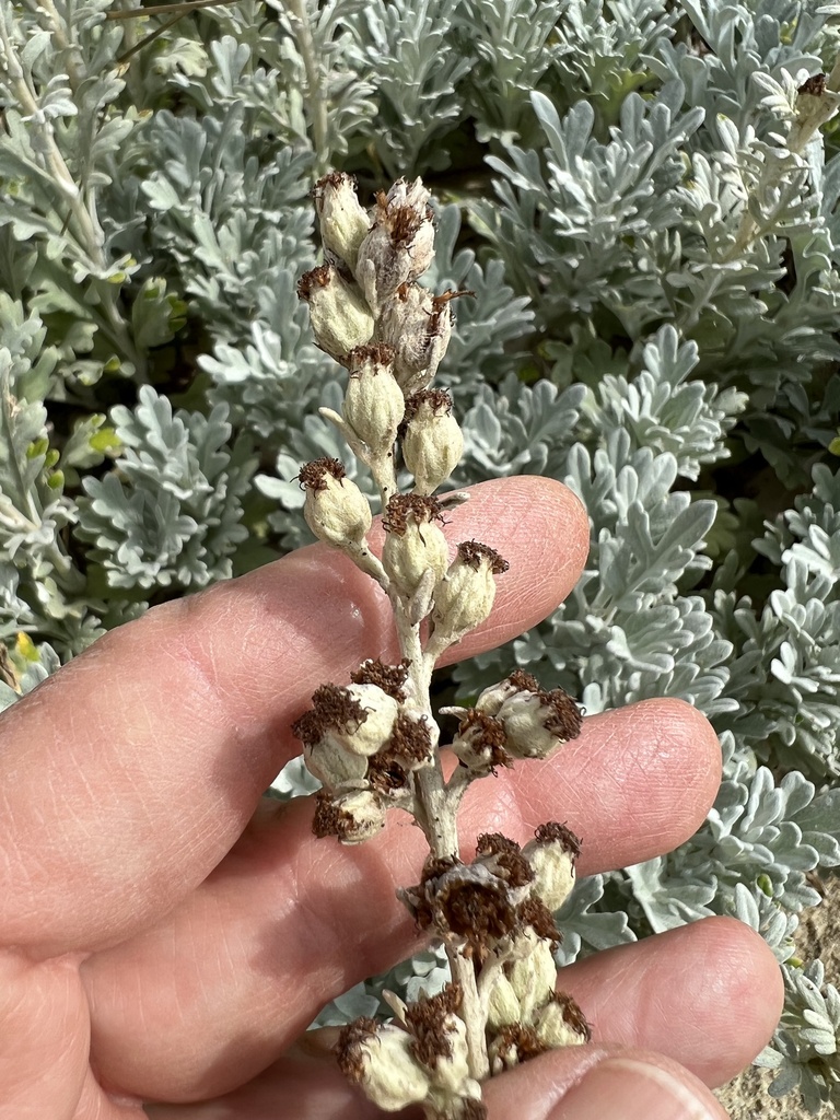 Hoary Mugwort (Artemisia stelleriana) - Botanical Realm