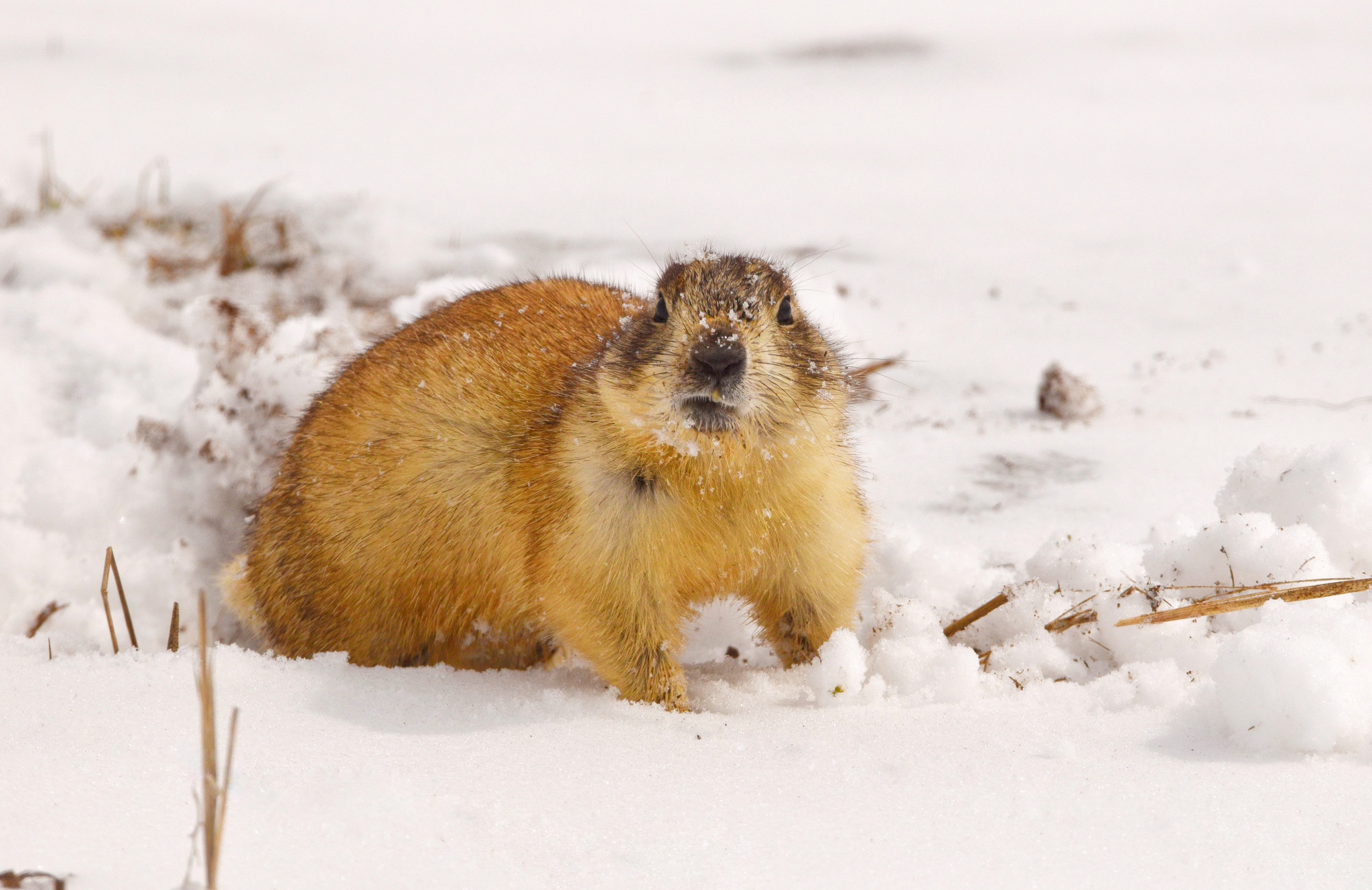 Cynomys leucurus Merriam, 1890